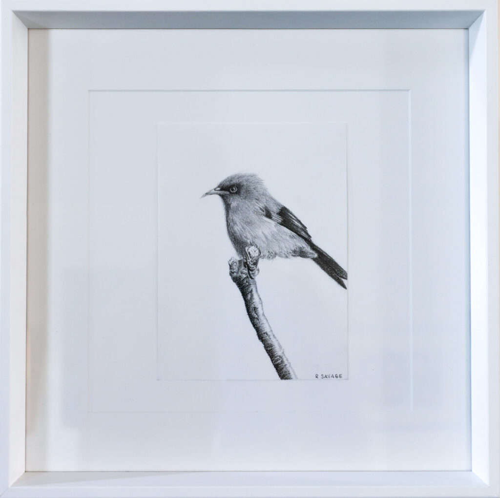 Bellbird - Rachel Savage - Ashburton Society of Arts